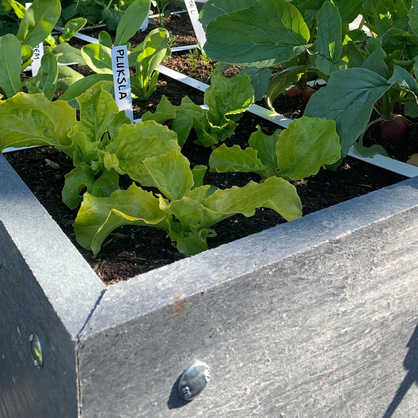 Makkelijke Moestuin Hero moestuinbak 60x120 cm – 't Vijfde Seizoen
